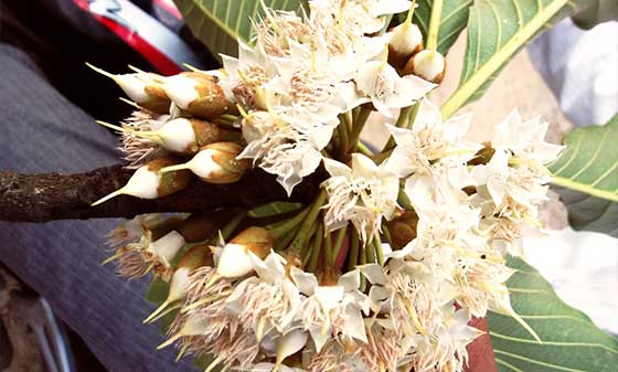 Community based chyura and beekeeping enterprise improves rural ...