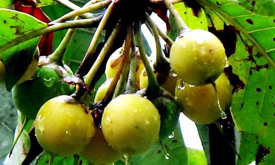 Community based chyura and beekeeping enterprise improves rural ...