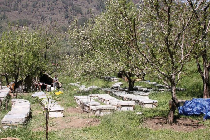 Managed pollination services - ICIMOD