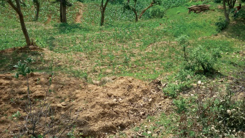 Improved terracing for enhancing soil fertility on sloping land - ICIMOD