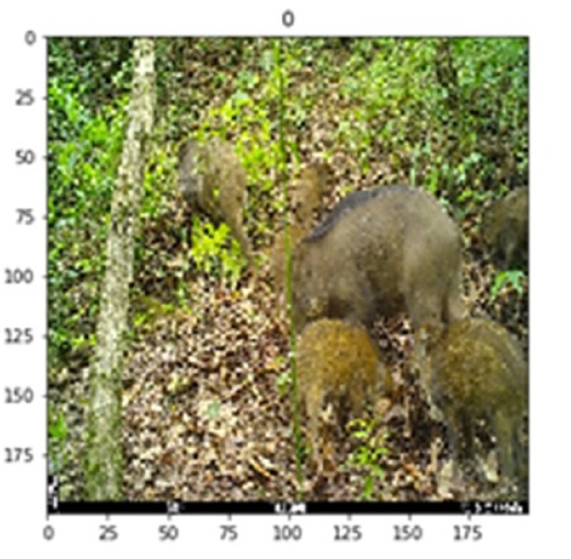 Can we automate the classification of camera trap data using machine ...