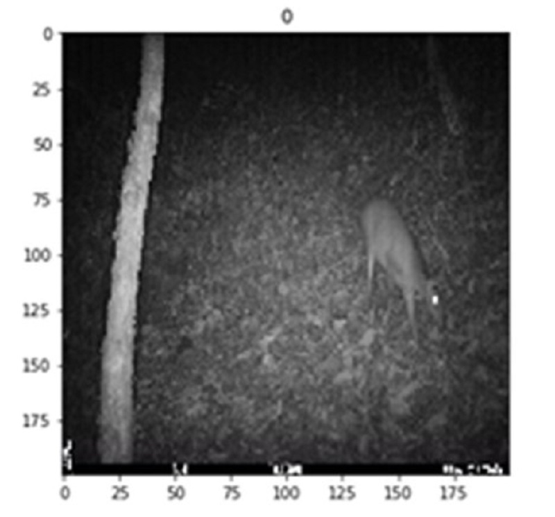 Can we automate the classification of camera trap data using machine ...
