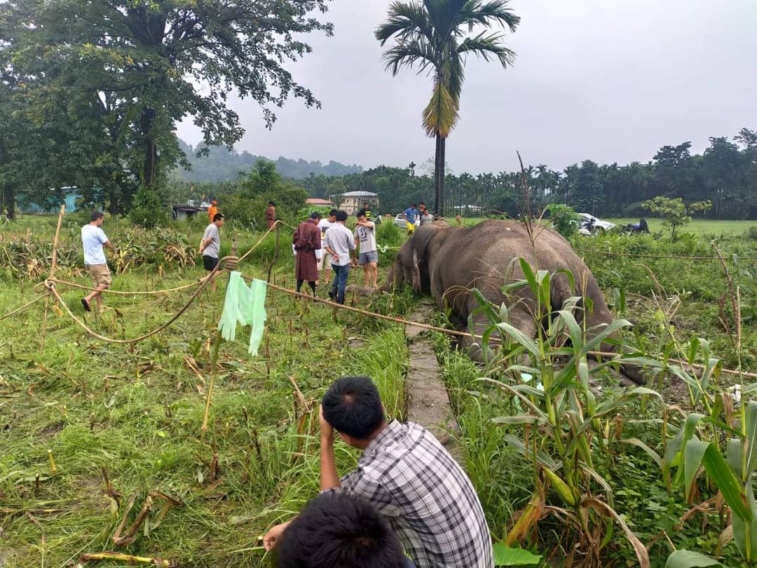 Training Bhutan’s forest field officials in mapping human-wildlife ...