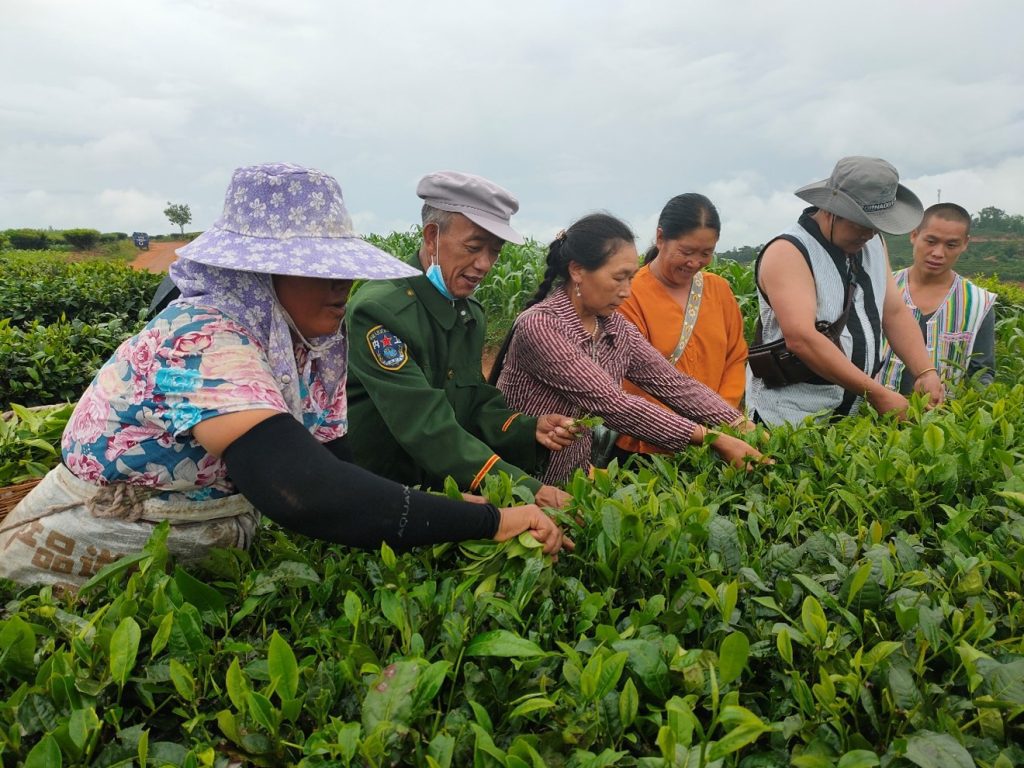 Promoting sustainable, diversified livelihoods among tea farmers in ...