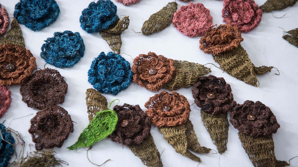 From wild plant to high-end brand: The story of Allo’s economic ...