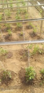 Enhancing water use efficiency and applicability of traditional bamboo ...